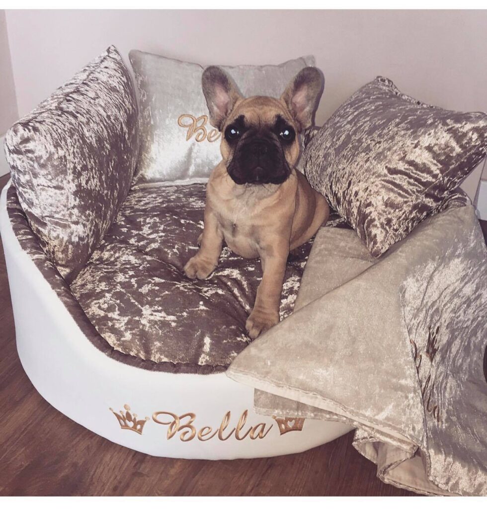 Luxury White & Mink Velvet Dog Bed set with pillows and blanket ...